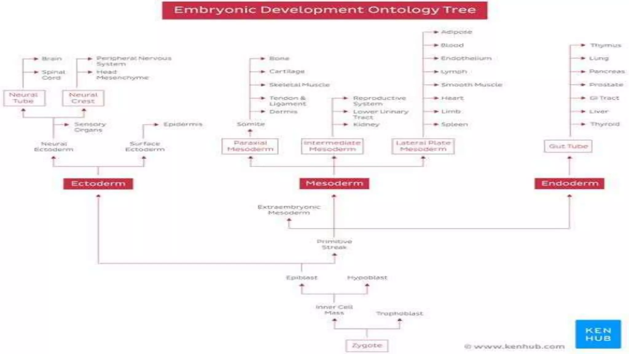 Fate of embryonic layers and structures develope from them | PPTX