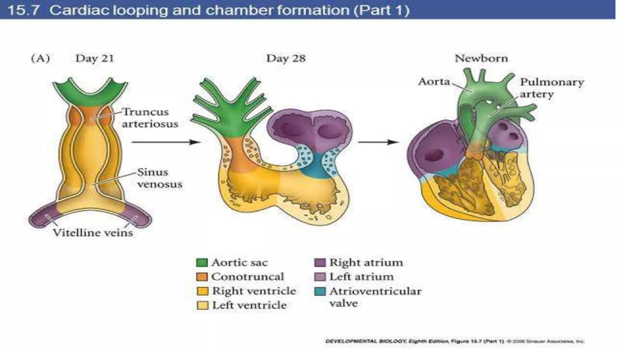 Fate of embryonic layers and structures develope from them | PPTX