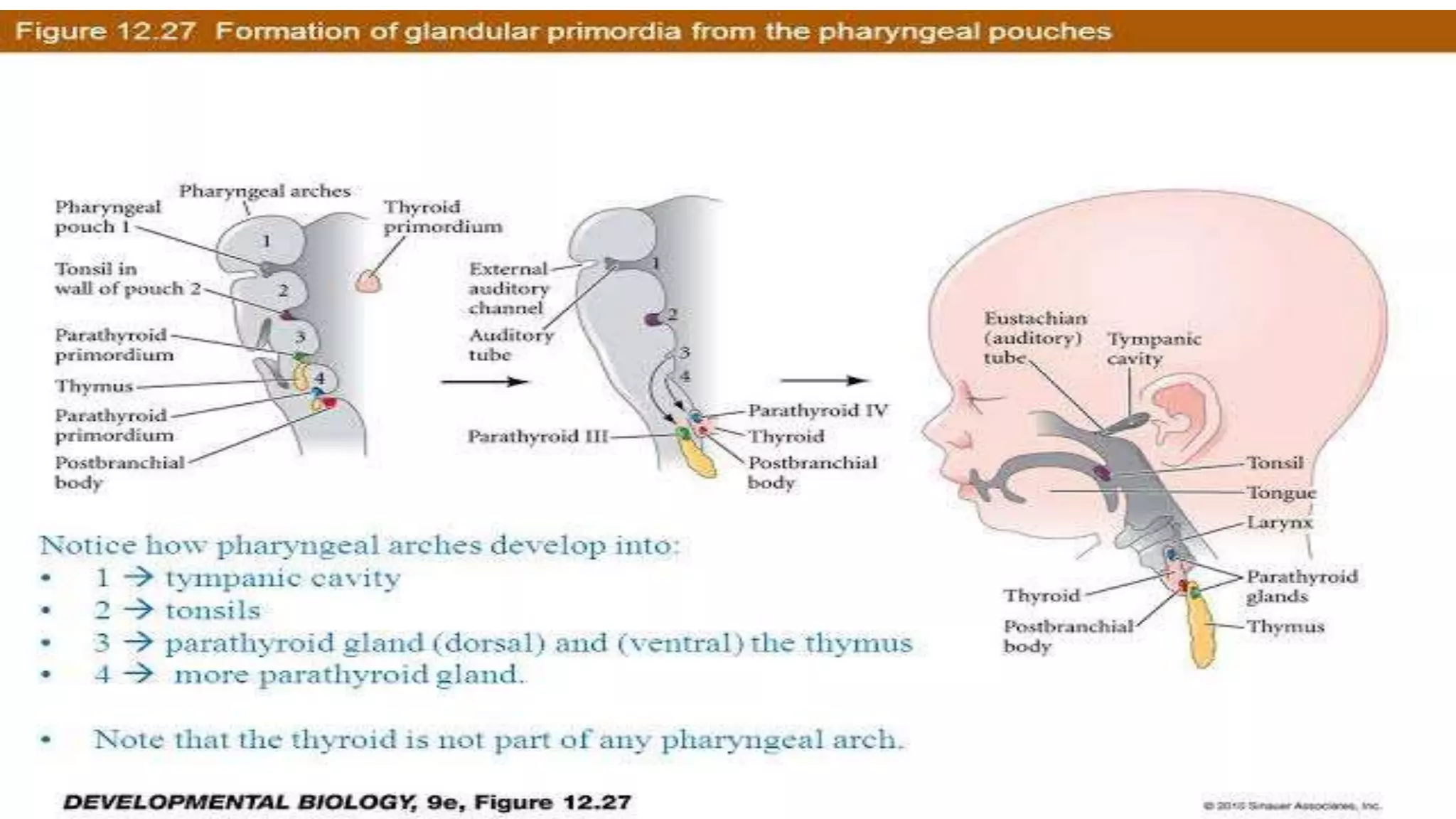 Fate of embryonic layers and structures develope from them | PPTX
