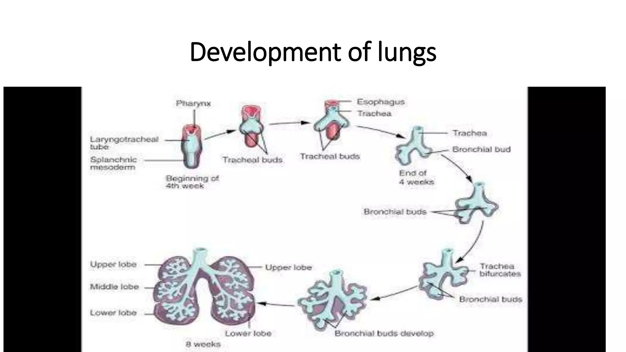 Fate of embryonic layers and structures develope from them | PPTX