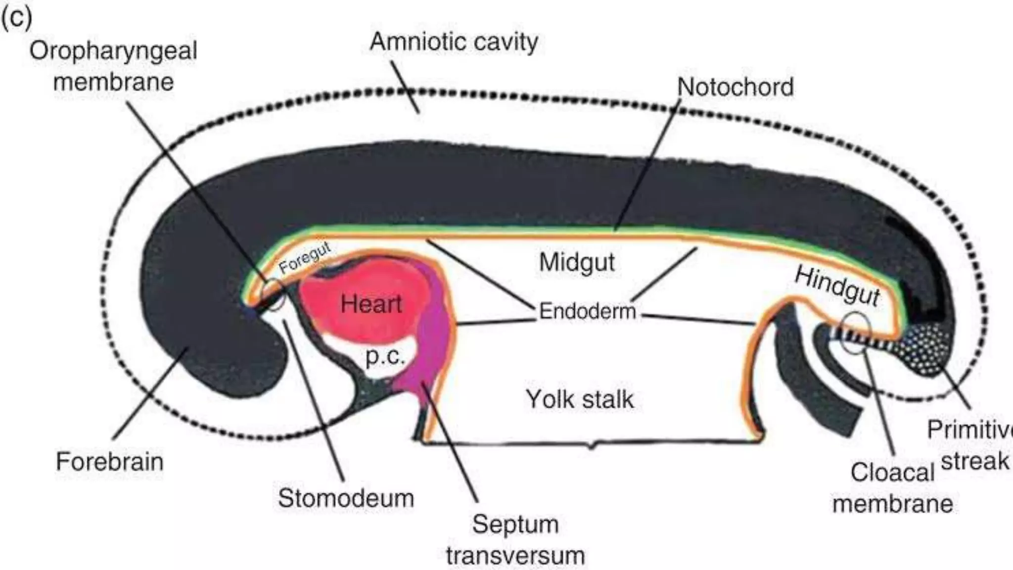 Fate of embryonic layers and structures develope from them | PPTX