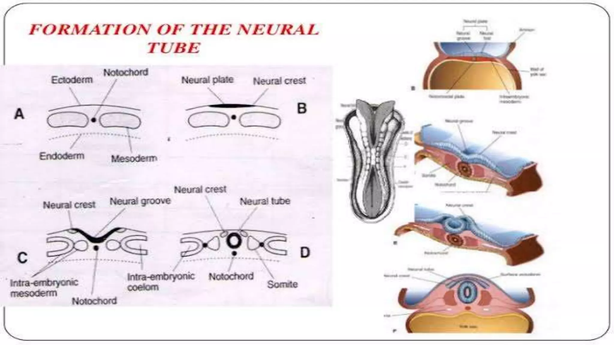 Fate of embryonic layers and structures develope from them | PPTX