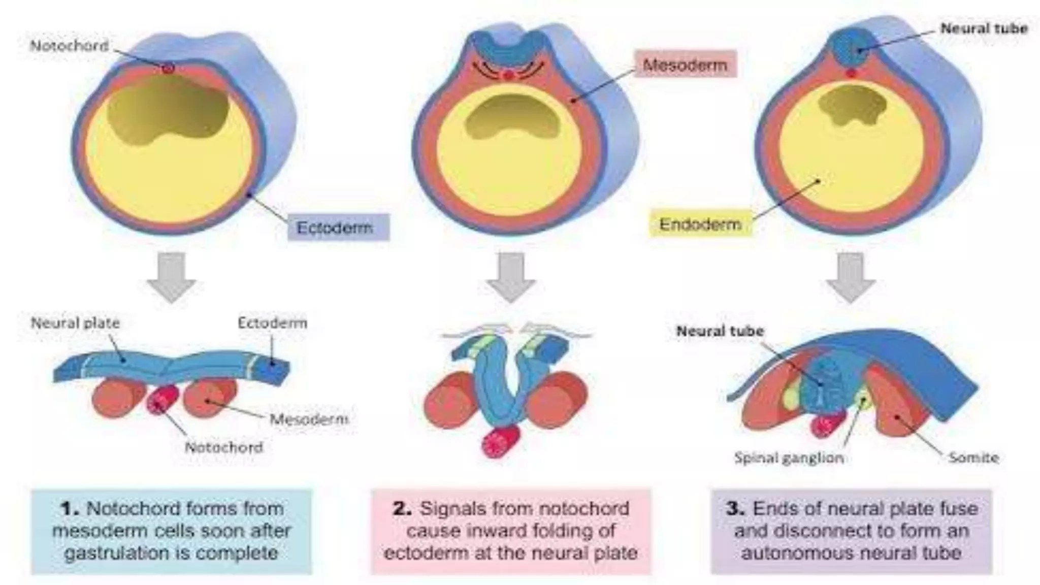 Fate of embryonic layers and structures develope from them | PPTX