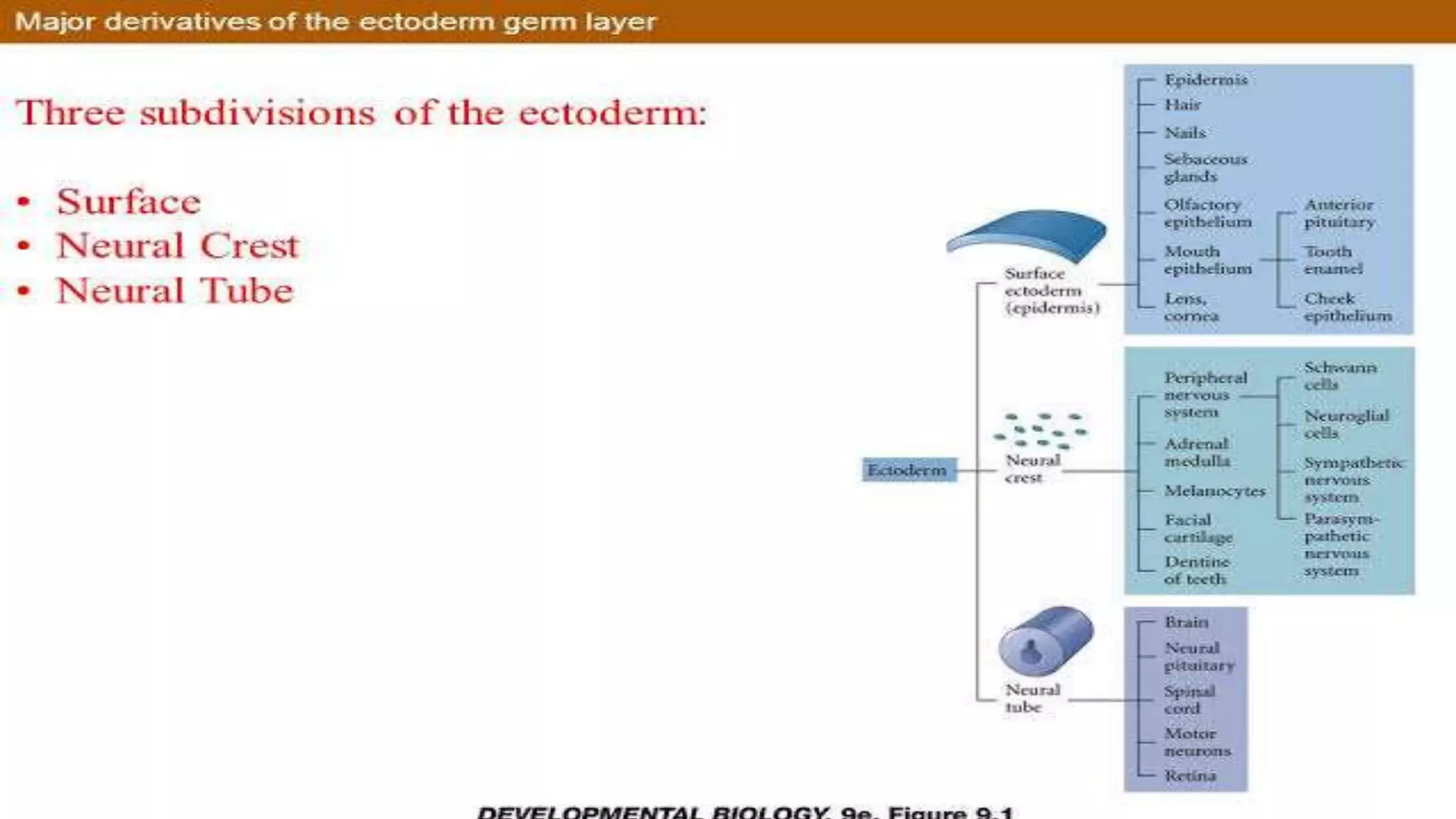 Fate of embryonic layers and structures develope from them | PPTX