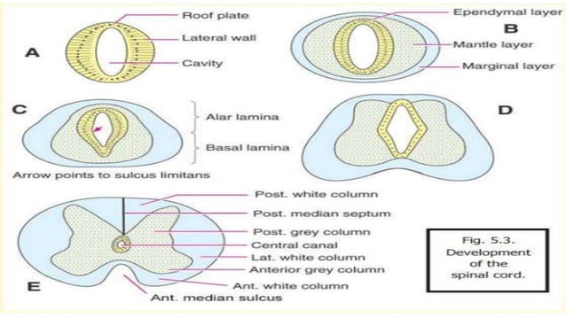 Fate of embryonic layers and structures develope from them | PPTX ...