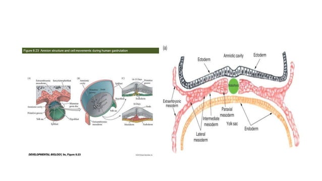 Fate of embryonic layers and structures develope from them | PPTX | Biological Sciences | Science