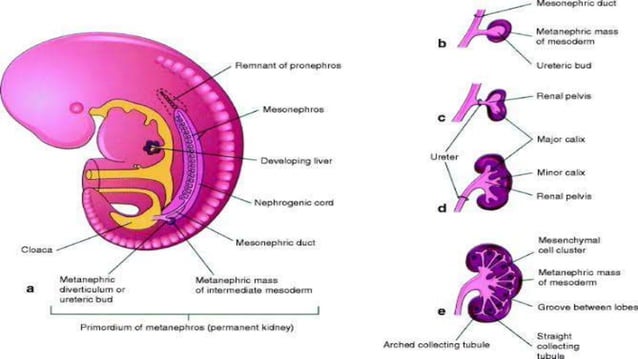 Fate of embryonic layers and structures develope from them | PPTX | Biological Sciences | Science