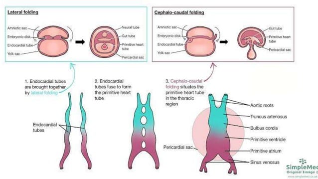 Fate of embryonic layers and structures develope from them | PPTX ...