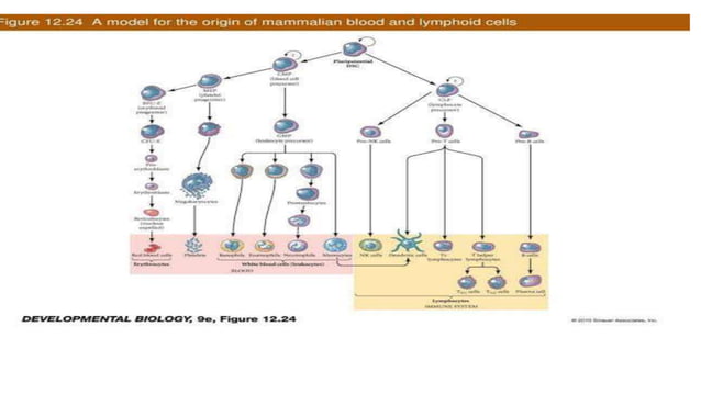 Fate of embryonic layers and structures develope from them | PPTX | Biological Sciences | Science