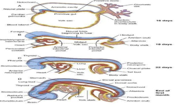 Fate of embryonic layers and structures develope from them | PPTX | Biological Sciences | Science