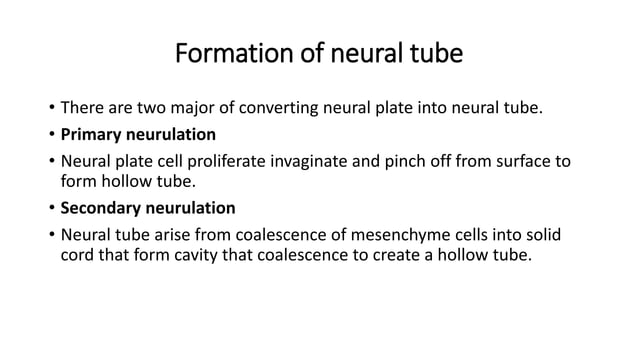 Fate of embryonic layers and structures develope from them | PPTX | Biological Sciences | Science