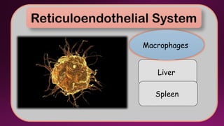 Fate of Hemoglobin and types of Jaundice | PPTX