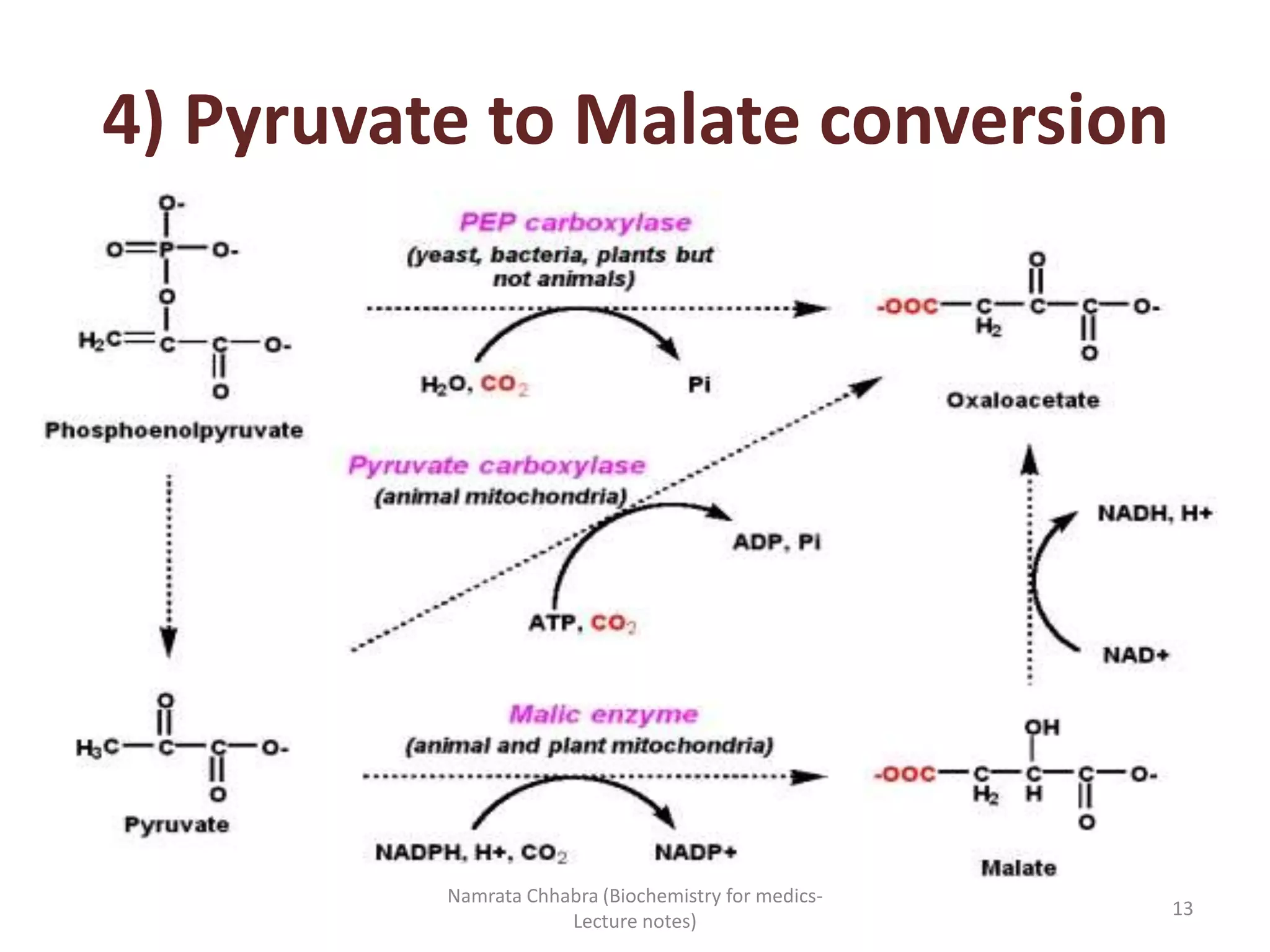 Fate of pyruvate - A quick review | PPTX