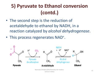 Pyruvate To Ethanol Mechanism