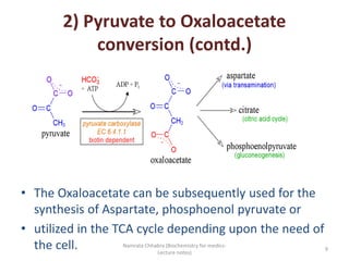 Pyruvate To Oxaloacetate