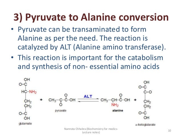 Fate of pyruvate - A quick review