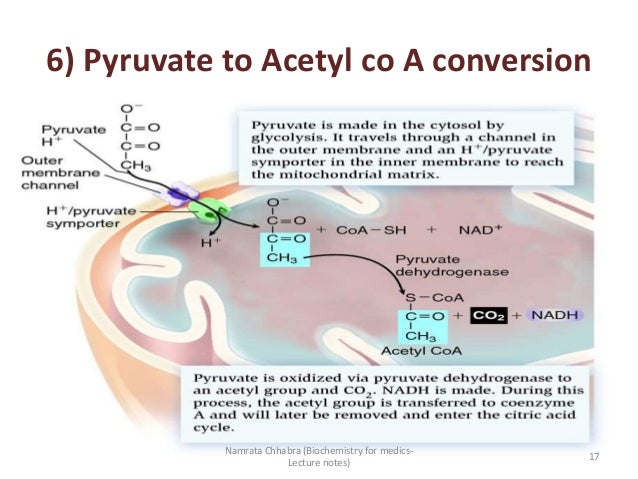 Fate Of Pyruvate A Quick Review