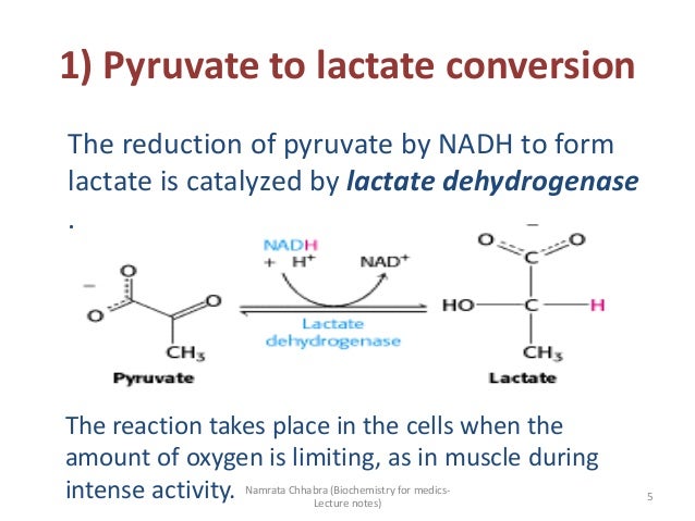 Fate of pyruvate - A quick review