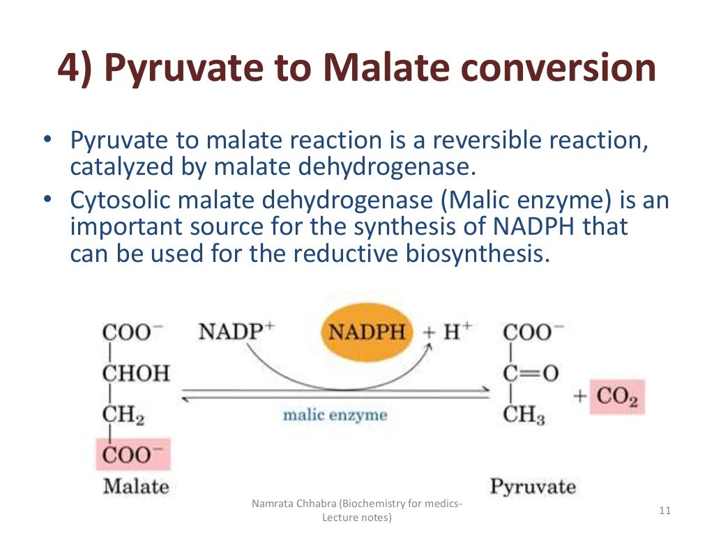 Fate of pyruvate - A quick review