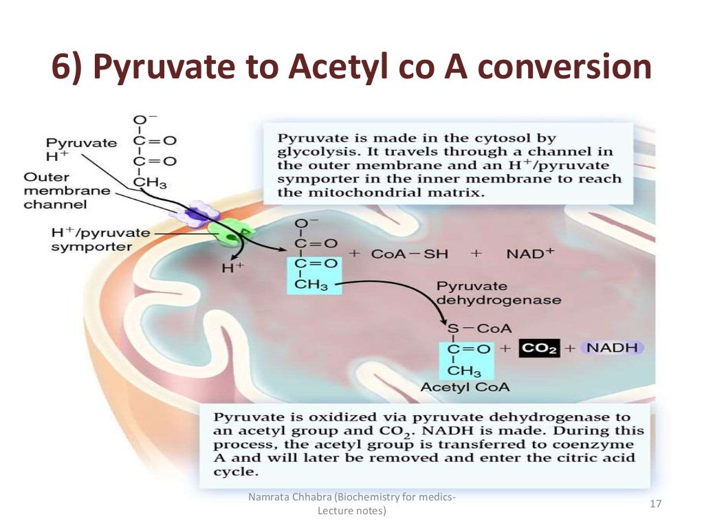 Fate of pyruvate - A quick review