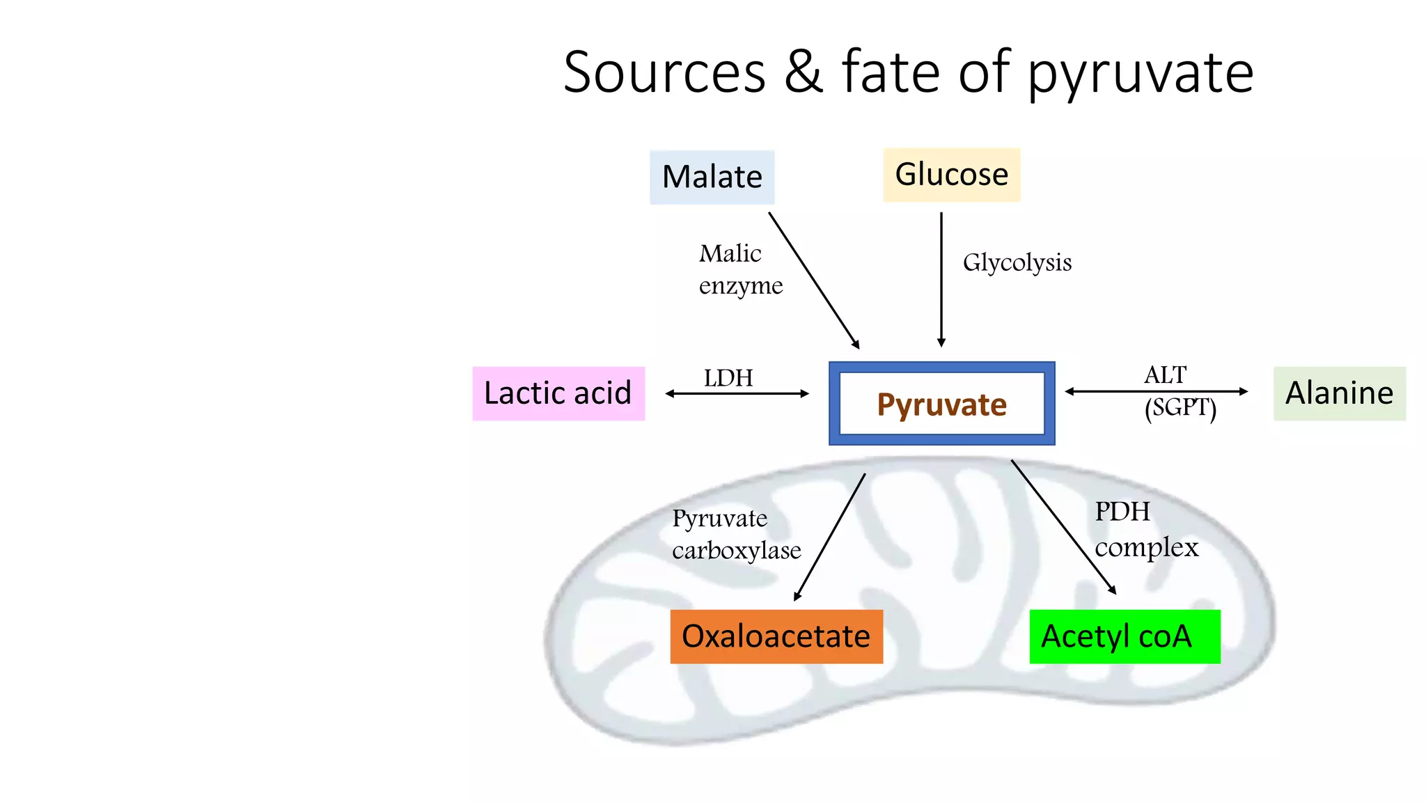 Fate of pyruvate - With YouTube video inside | PPTX