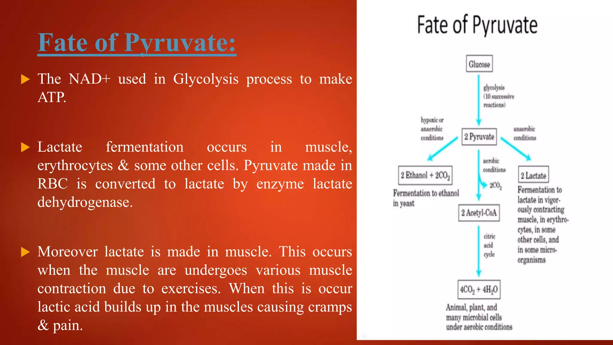 Fate of pyruvate | PPTX