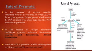 Fate of pyruvate | PPTX