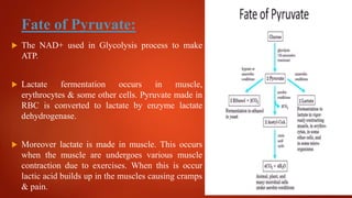 Fate of pyruvate | PPTX