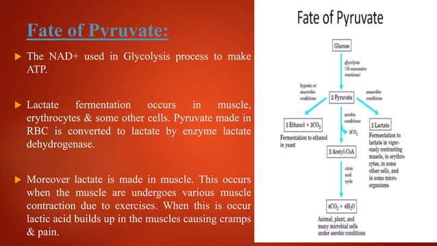 Fate of pyruvate | PPT
