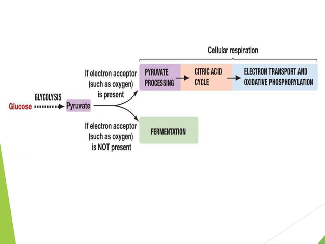 Fate of pyruvate under anaerobic condition | PPTX