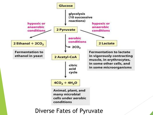 Fate of pyruvate under anaerobic condition | PPTX
