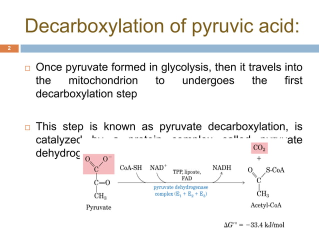 Fate of Pyruvic acid in biochemistry pharm d notes.pptx