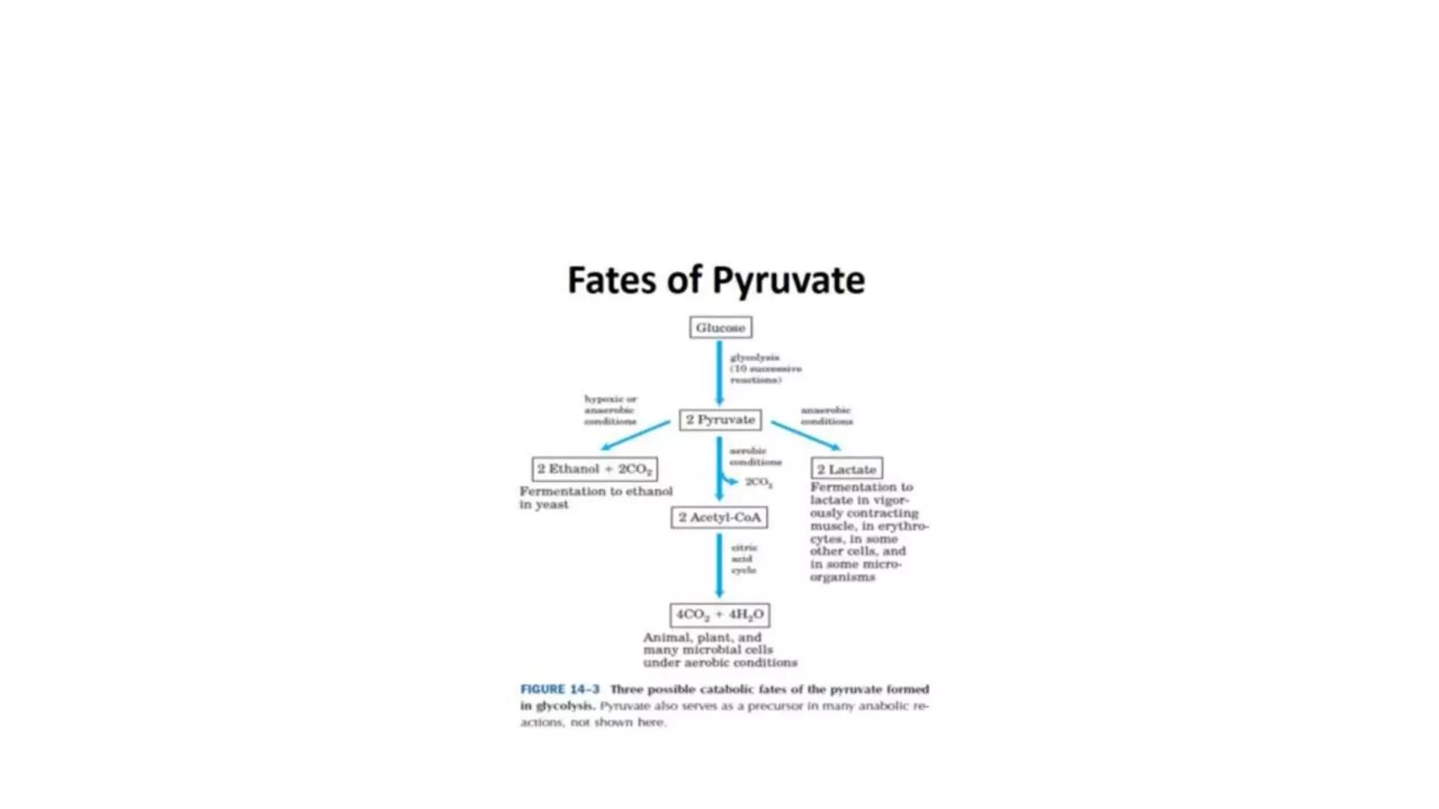Fates of pyruvate alkohol fermentation lectic acid fermentation | PPTX
