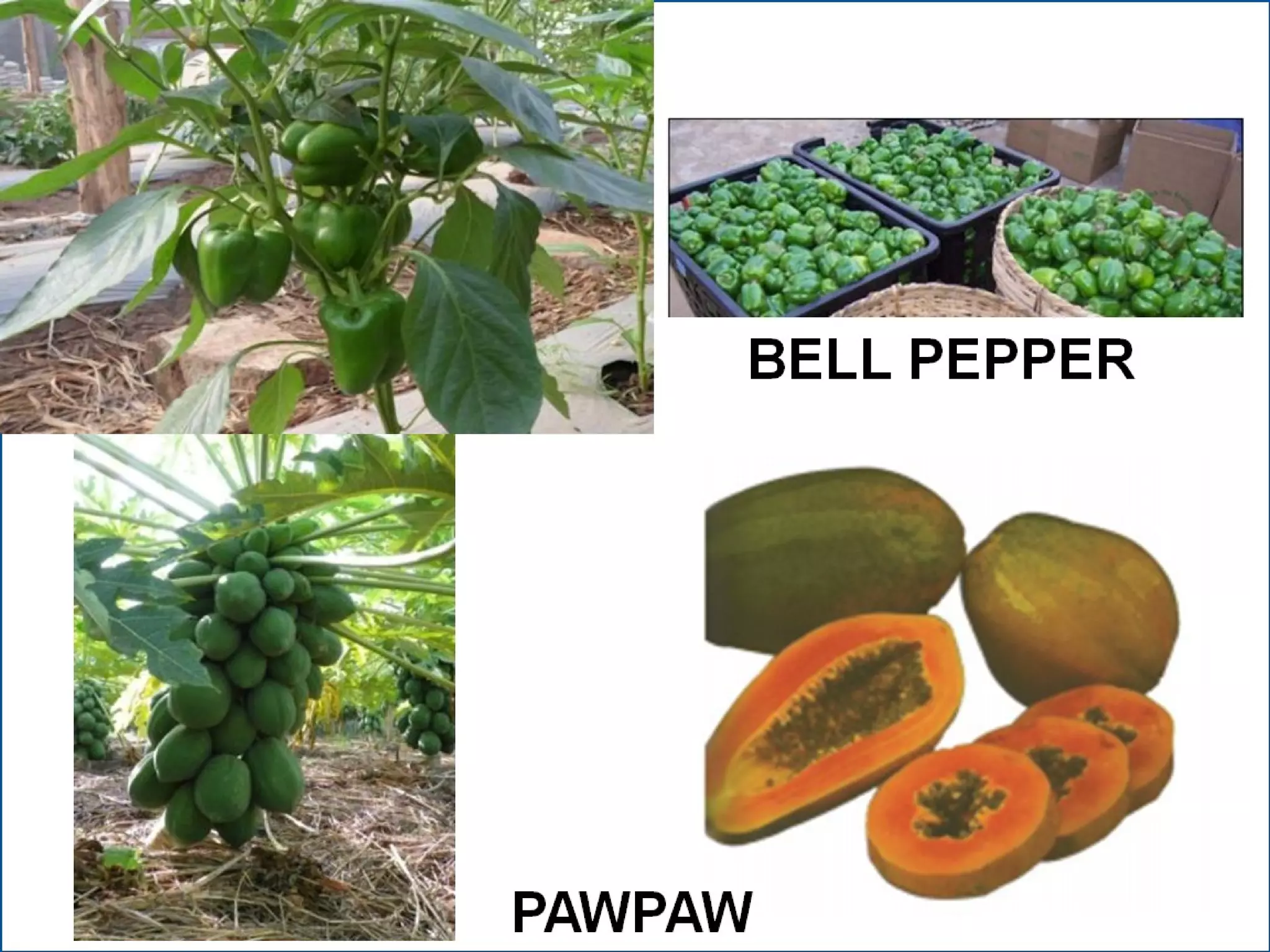 Songhai regenerative agriculture: super soils deploying effective and ...