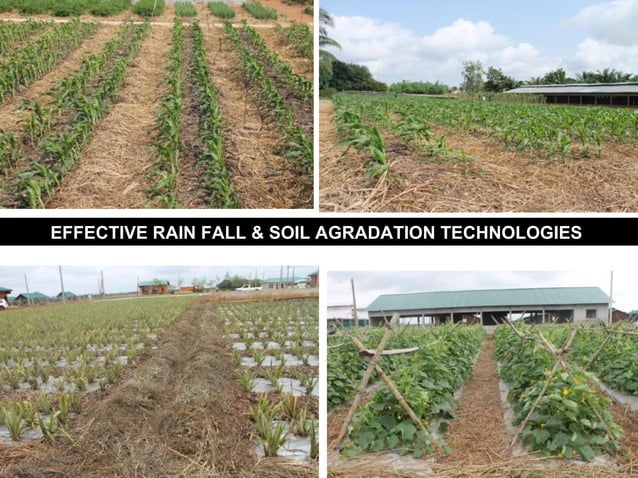 Songhai regenerative agriculture: super soils deploying effective and ...