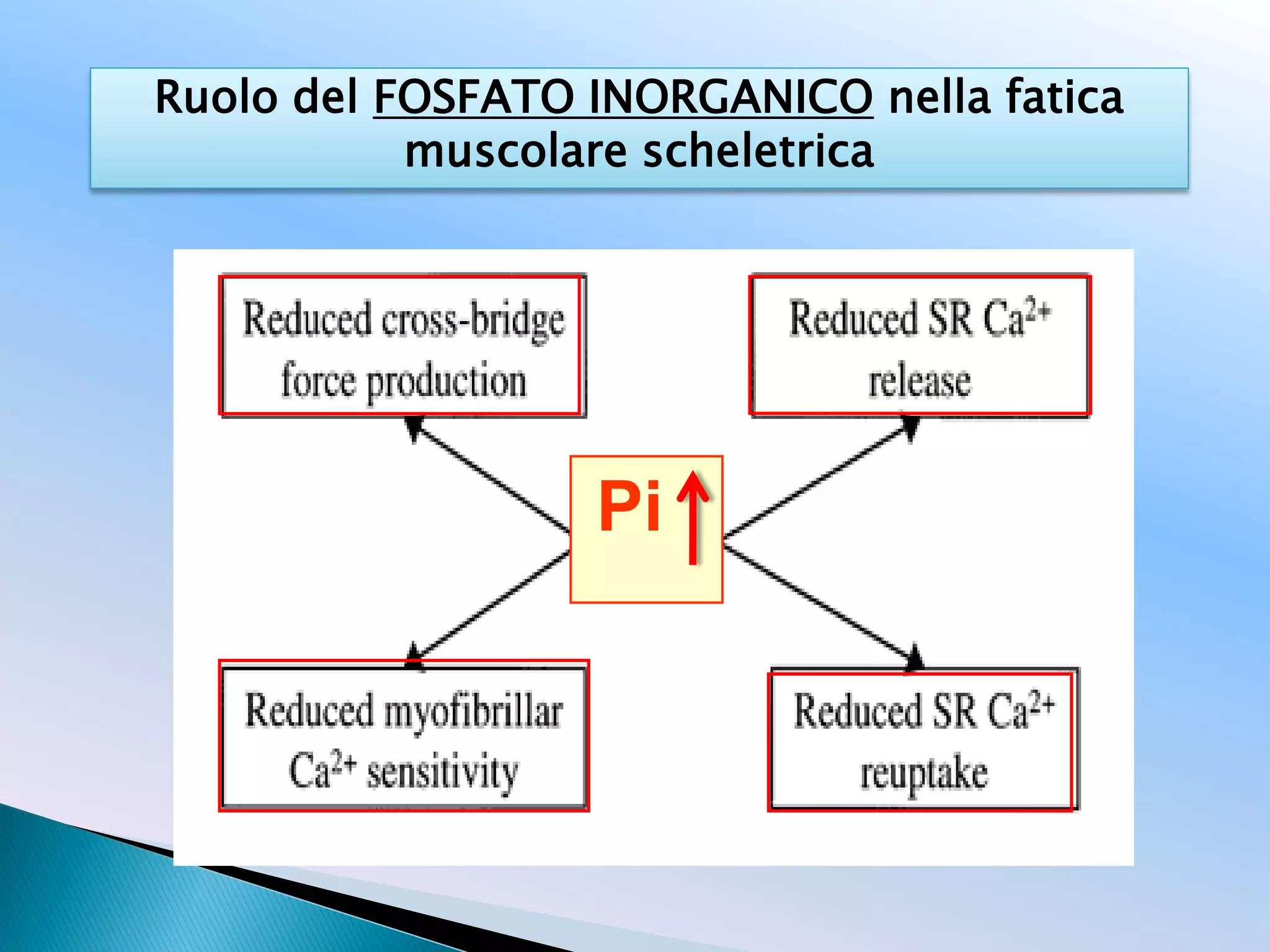 Fatica esercizio fisico e acido lattico nuovi scenari | PDF