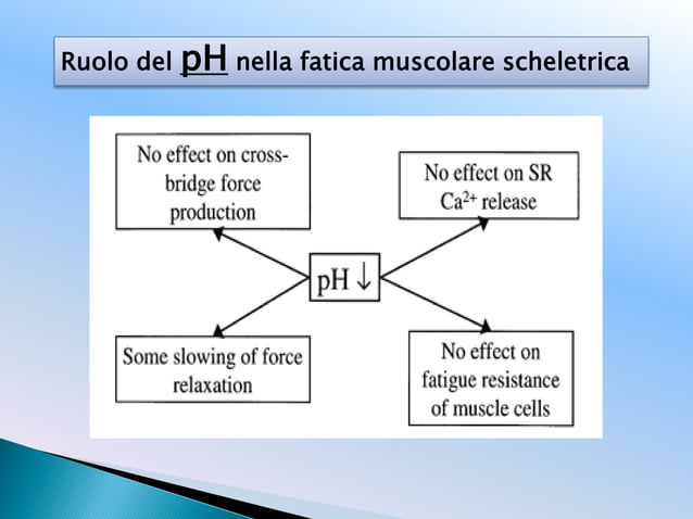 Fatica esercizio fisico e acido lattico nuovi scenari | PDF