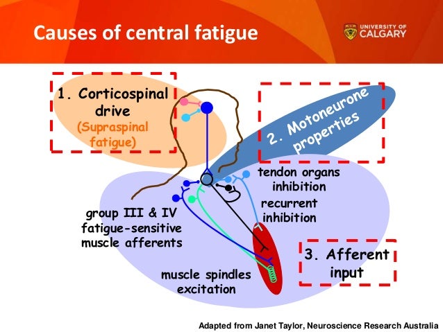 Our brains and fatigue