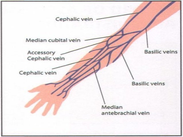 Intravenous Cannulation