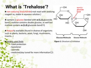 Trehalose Sugar