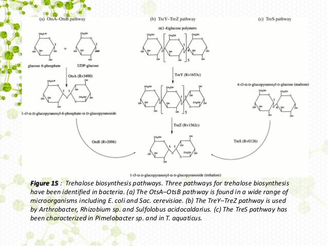 TREHALOSE and Its production