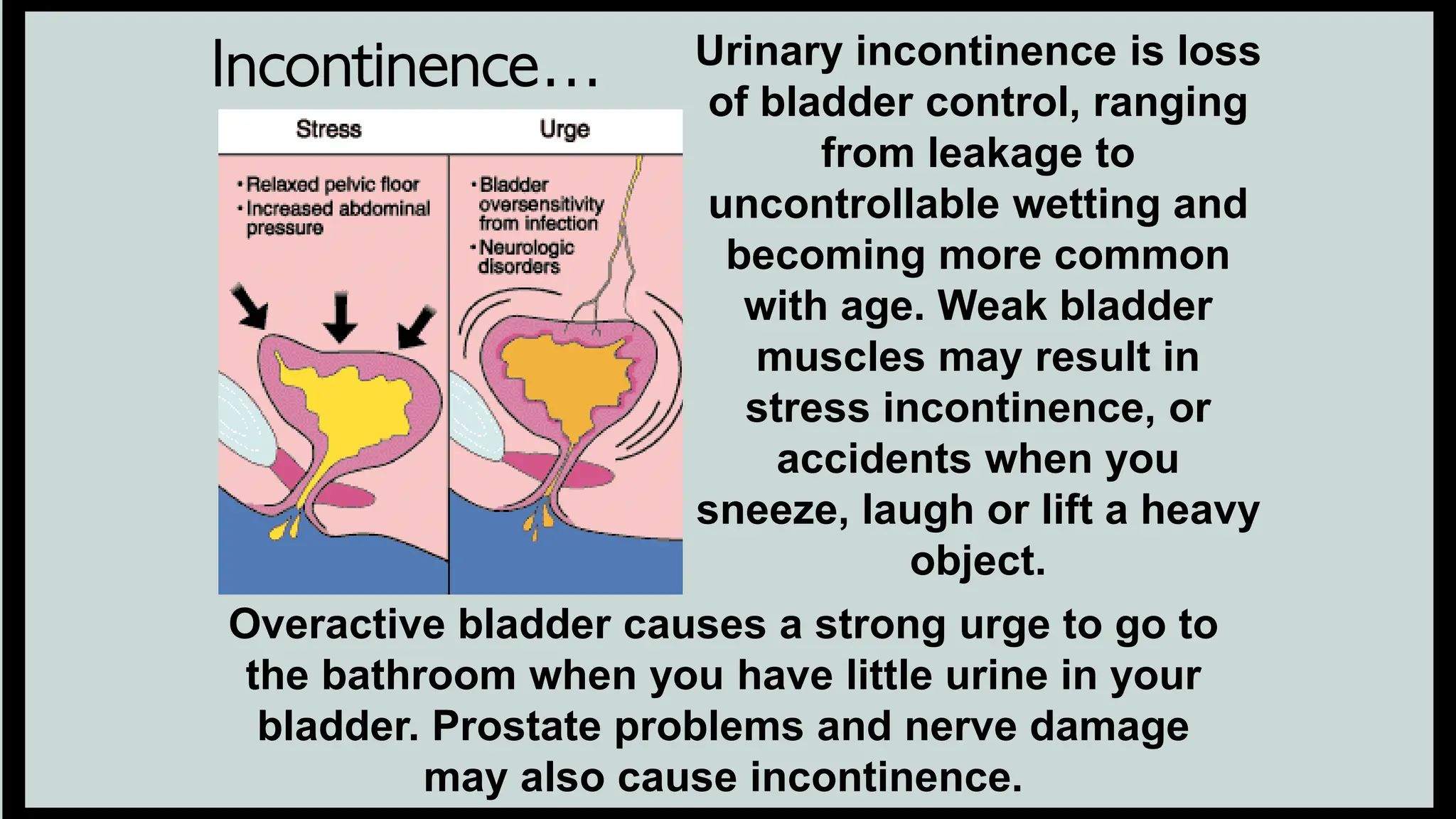 urinary system anatomy of urinary system | PDF