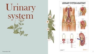 urinary system anatomy of urinary system | PDF