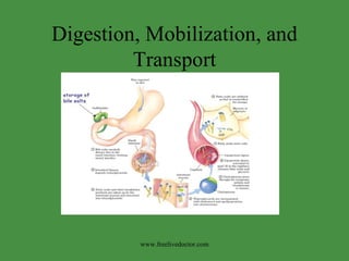 Fatmetabolism | PPT