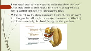Fat Metabolism Undergraduate Botany Biochemistry | PPT