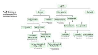 FAT PPT for igcse biology explaining the topic in detail. | PDF