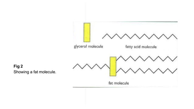 FAT PPT for igcse biology explaining the topic in detail. | PDF