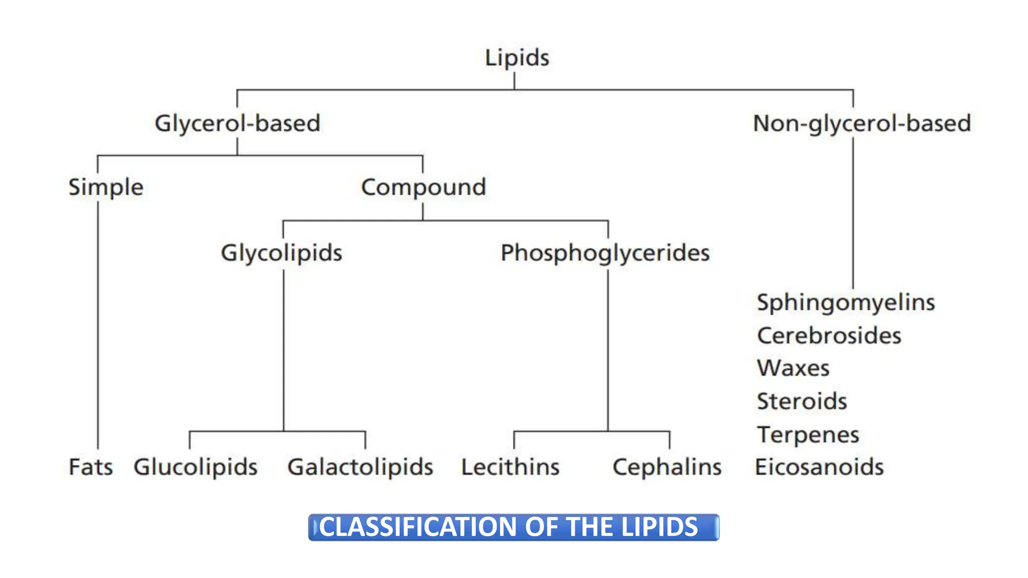 CLASSIFICATION AND PROPERTIES OF FATS AND THEIR FUNCTIONS | PPTX