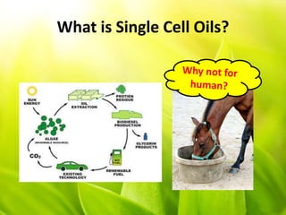 Fats and oils production by microorganisms | PPT