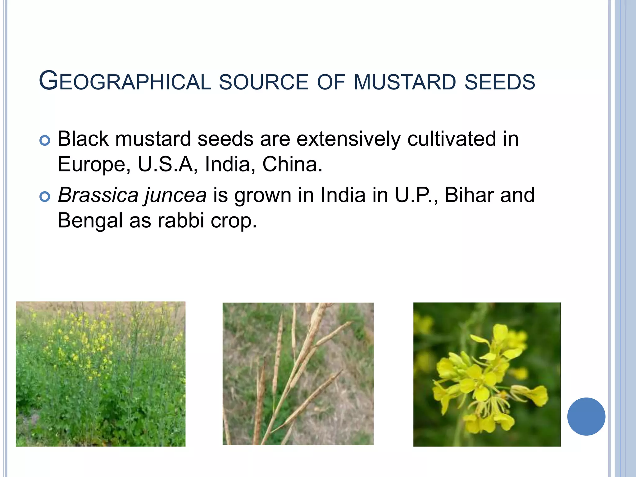 mustard oil in cosmetics | PPT